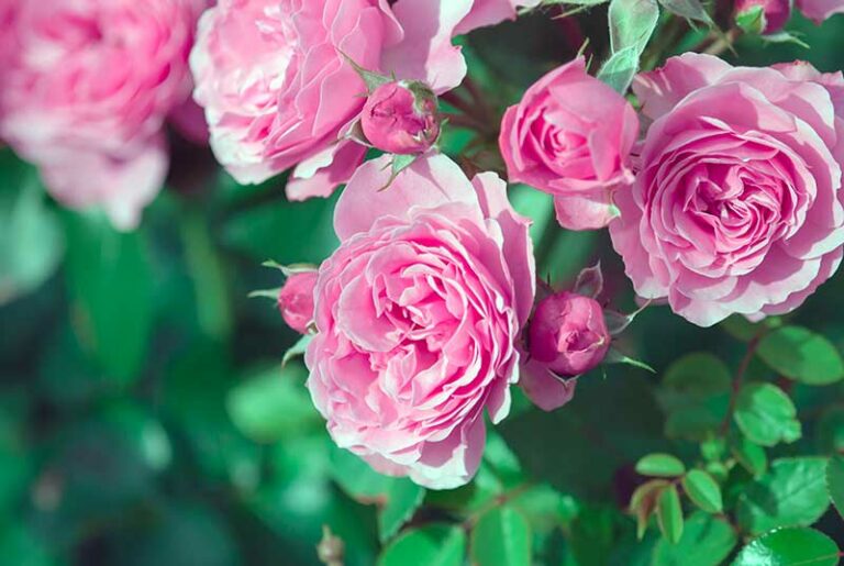 Descubre el significado del color de las rosas - VENTURA Floristes